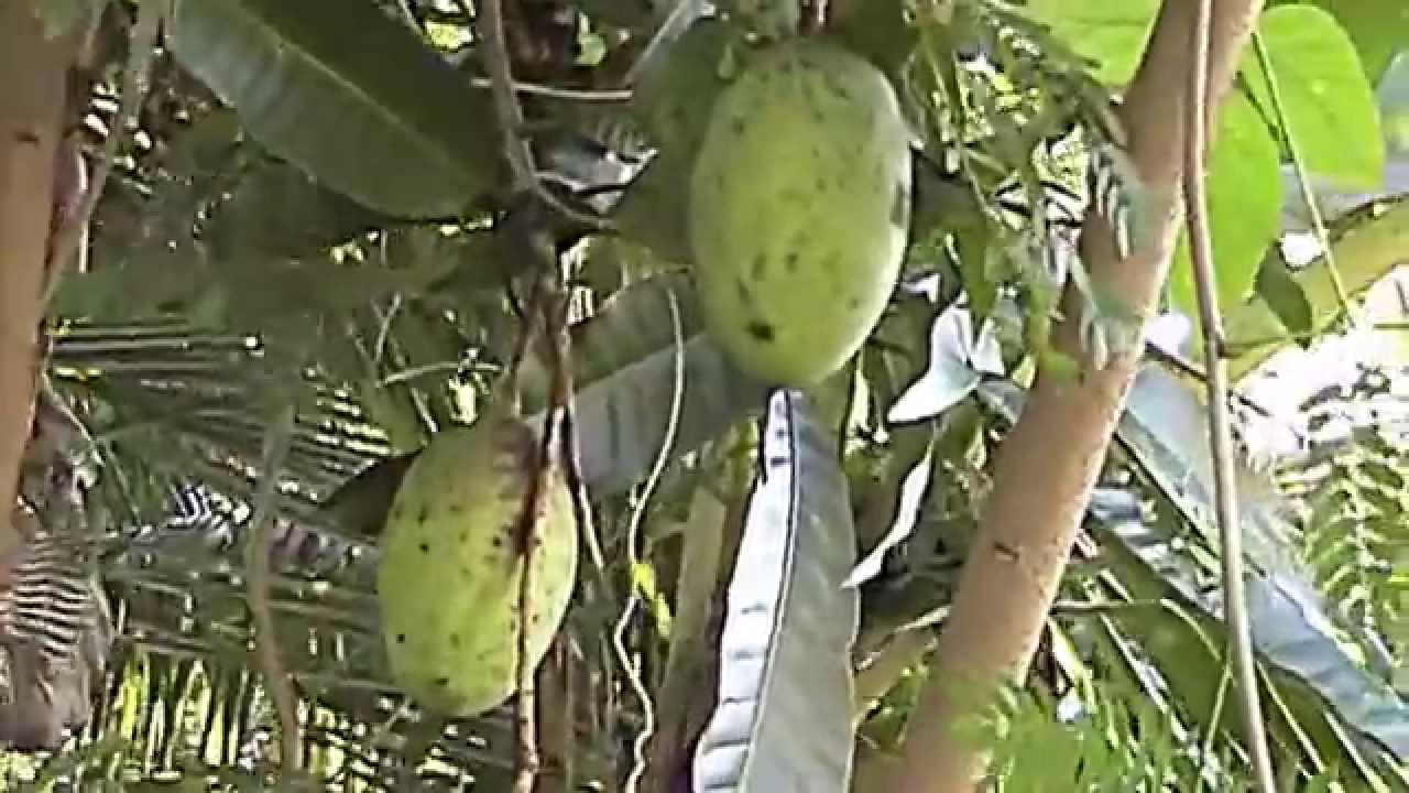 The kuini fruit-Mangifera odorata Griff - YouTube