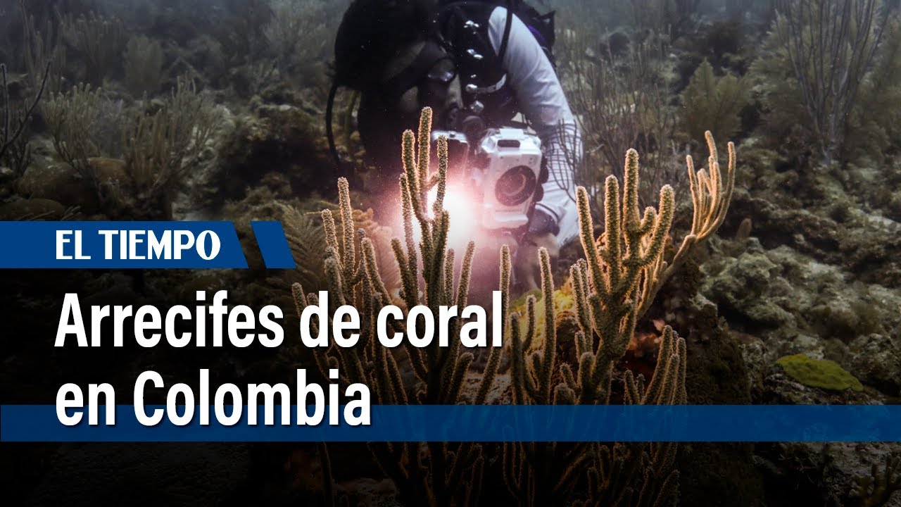¿Cómo se investiga el estado de los arrecifes de coral en Colombia ...