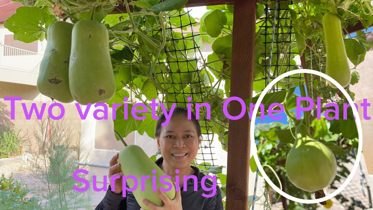 Planting Upo (Bottle Guard)that Surprise Me - YouTube