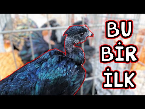 TÜRKİYEDE İLK !  KEL BOYUNLU AYAM CEMANİ OLUR MU ?  |  İZMİR KUŞ PAZARI
