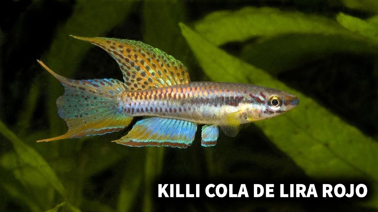 APHYOSEMION BITAENIATUM | CUIDADOS Y ALIMENTACIÓN DEL KILLI COLA DE ...