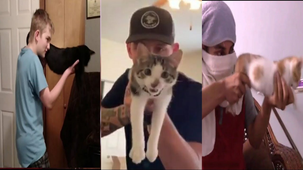 Funny Cats With Machine Guns