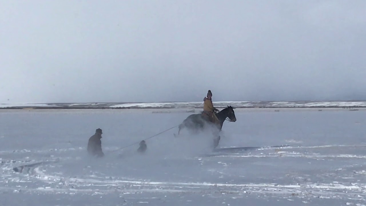 Lucys Blue Pepto- Cowgirl Cadillacs Horse Sale - YouTube