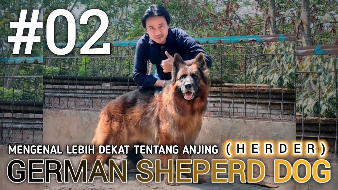WOW !! MENGENAL lebih dekat dengan ANJING HERDER alias german sheperd ...