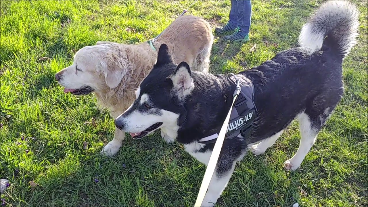 During the walk, Alaskan Malamute and Golden Retriever see a Sheltie (4 ...