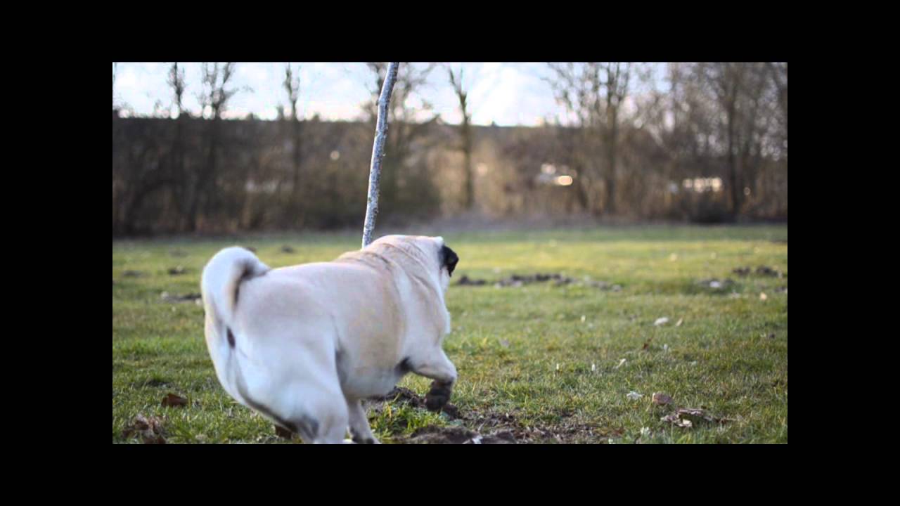 Amazing dog tricks by pug superdogsofie(Part 1) - YouTube