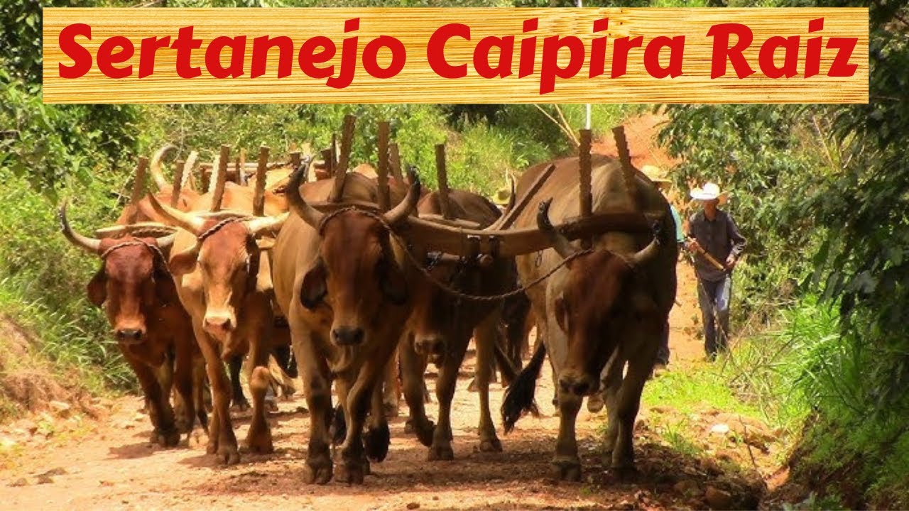 Sertanejo Caipira Raiz - YouTube