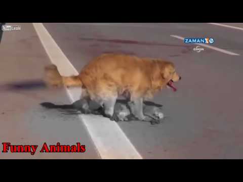 dünyanın en kötü ağlatan köpek video su