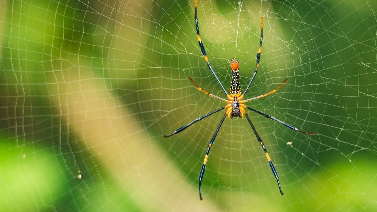 Ambient Music: Beautiful Spider | Relaxing, Sleeping, Meditation, Study ...