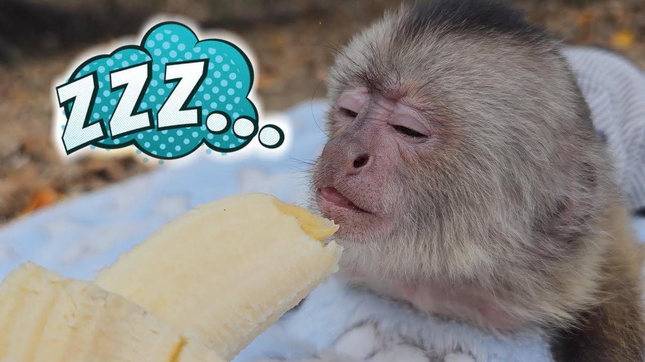 Kuky the monkey falls asleep while eating his banana 🐵🐒💤💤🍌🍌 - YouTube