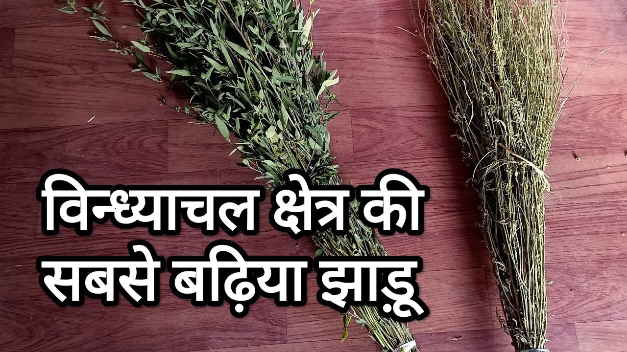देशी झाड़ू || किसान कैसे बनाते हैं, use of JHAADU - YouTube