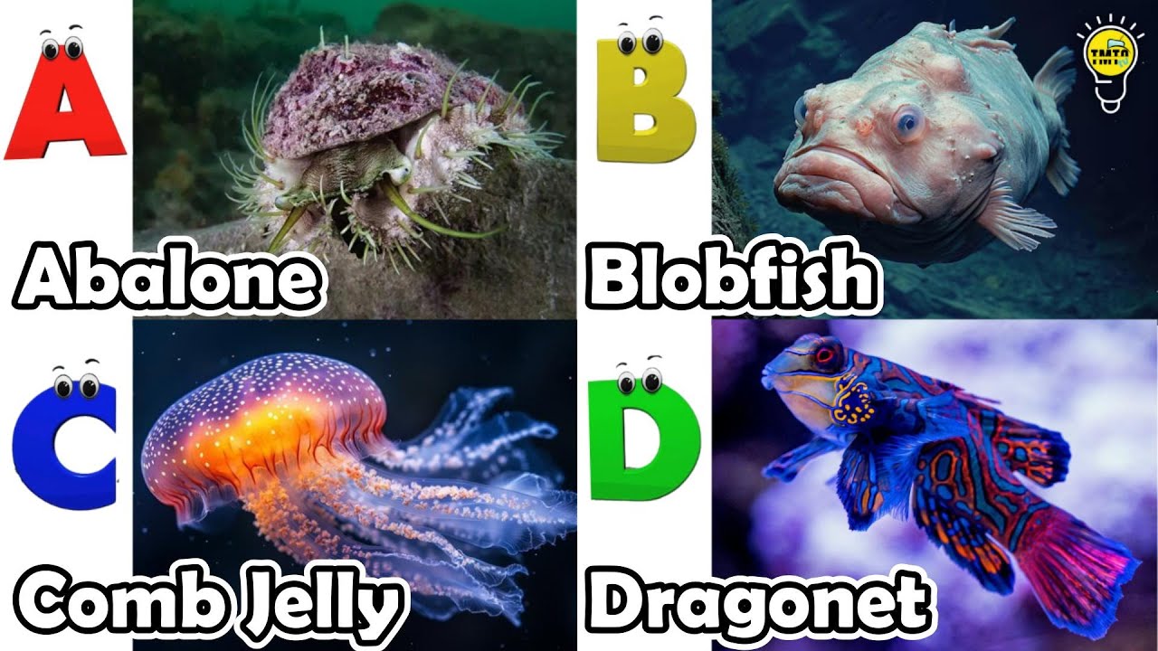 Learn Ocean Animal Names | ABC Sea Animals song | Most Popular Sea ...