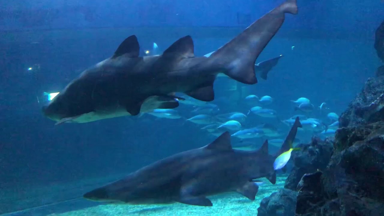 Sea Life Ocean World Bangkok | Siam Ocean World # 1 - YouTube