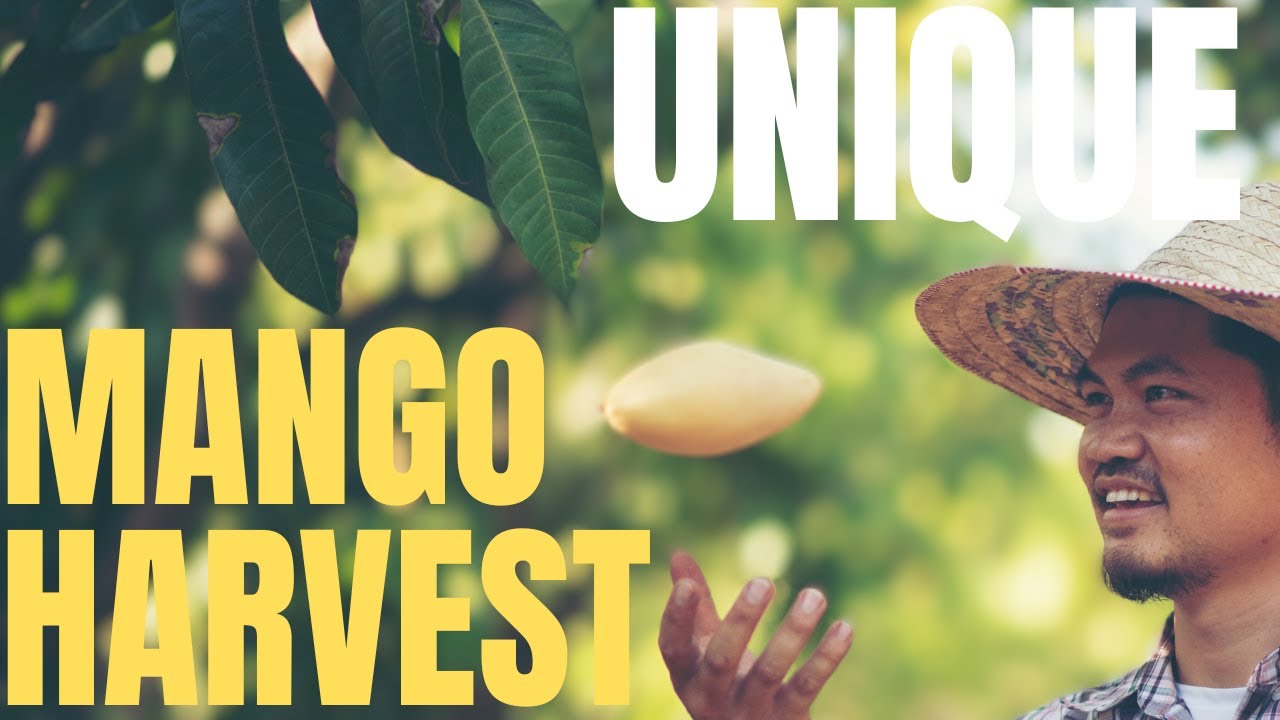 CEBU MANGO IS UNIQUE - SECRETS IN THE MANGO HANDLING and HARVEST IN ...