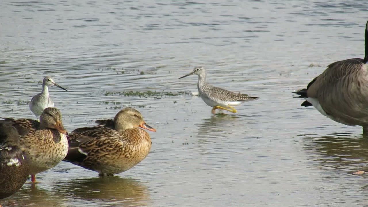 Greater Yellowlegs, Mallard ducks and Canada Geese, Waterloo, Ontario ...