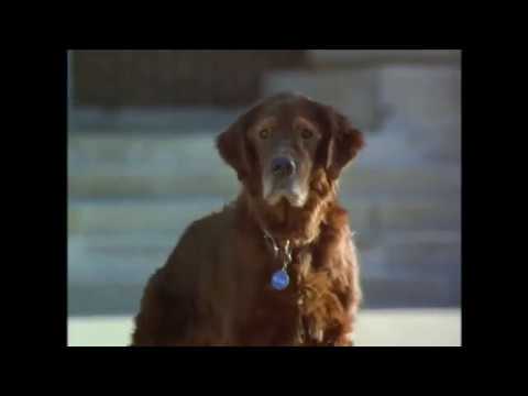 Fluke Trailer 1995 Youtube