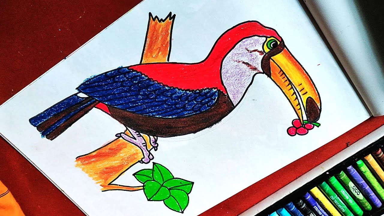How To Draw Toucan Bird - YouTube