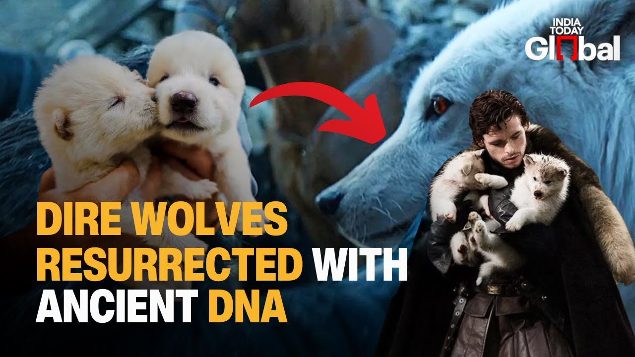 Dire Wolves Are Back After 12,000 Years | De-Extinction Explained ...