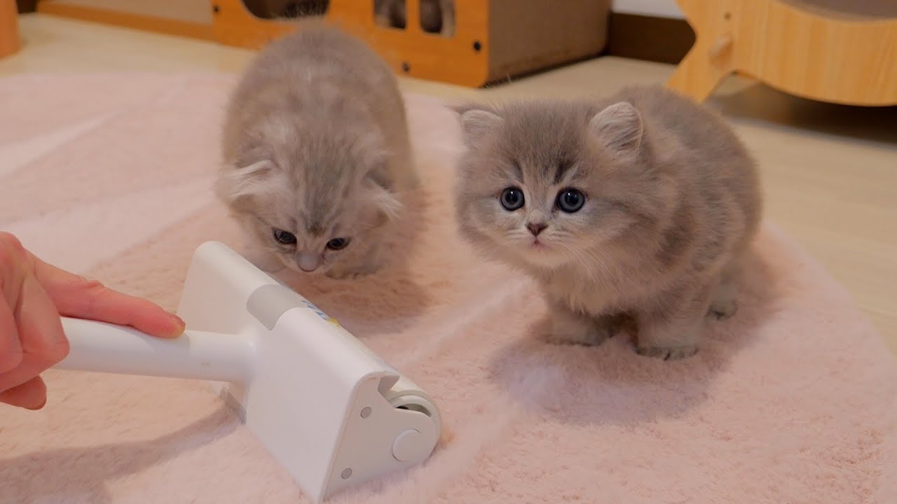 This cute kitten is so excited when it's first time rolling. - YouTube