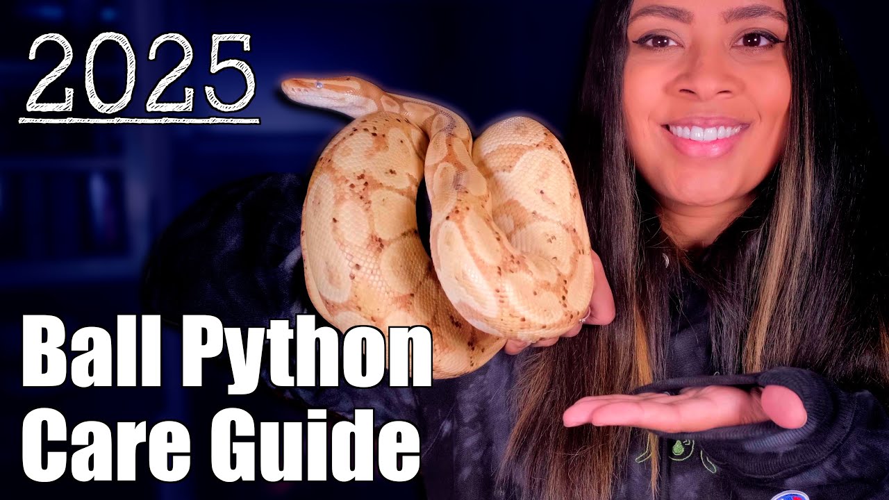 Ball Python Care Guide 2025 - YouTube
