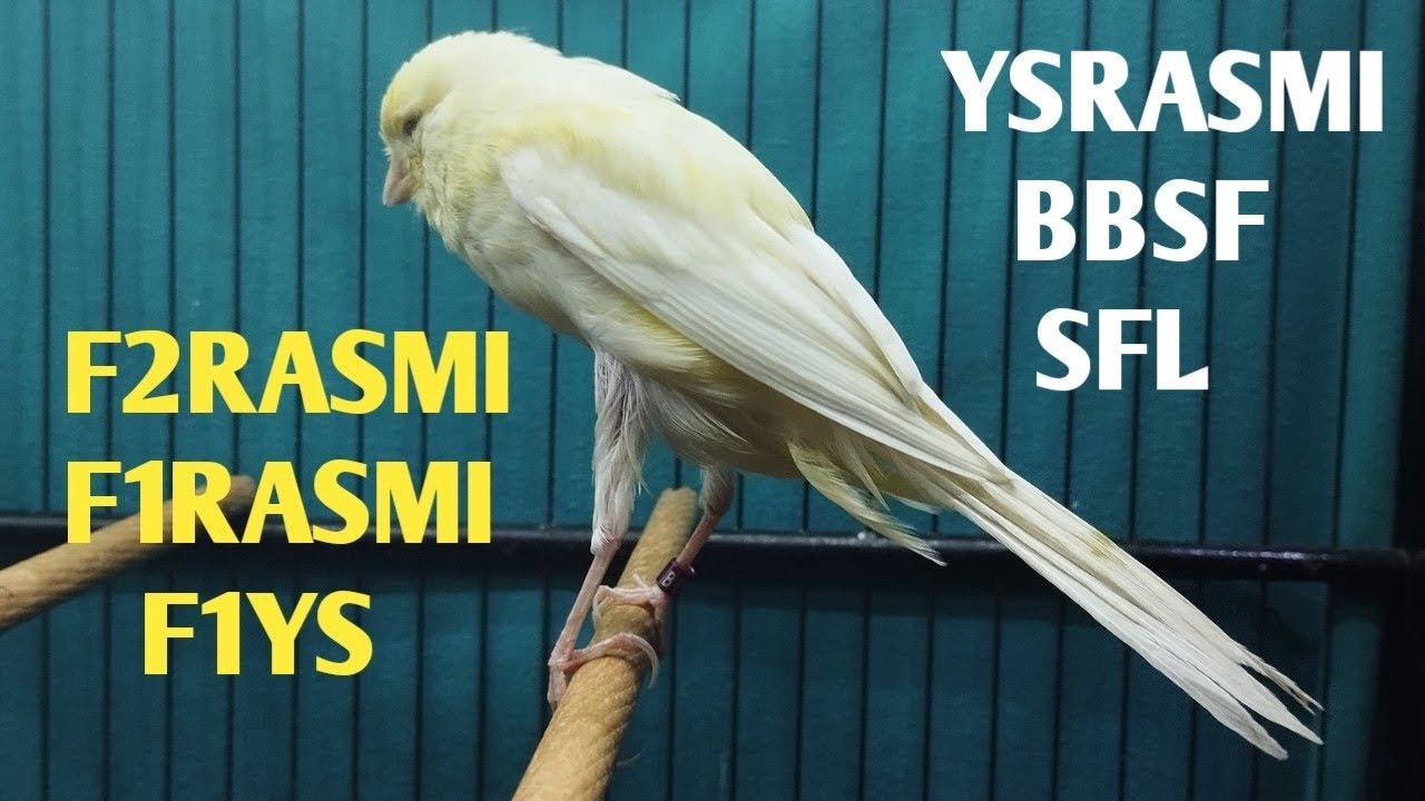 YSRASMI, BBSF, SFL, F2RASMI, F1RASMI, F1YS !! MONGGO DI GAS BOS Q - YouTube