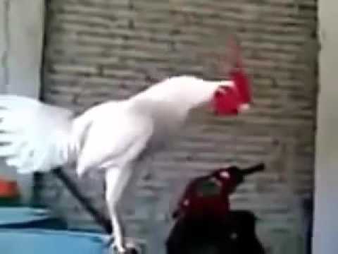 Horoz Ötme Remix :)