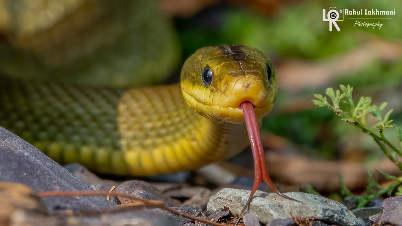 Himalayan Trinket Snake and Red-Billed Leiothrix | Rahul Lakhmani ...