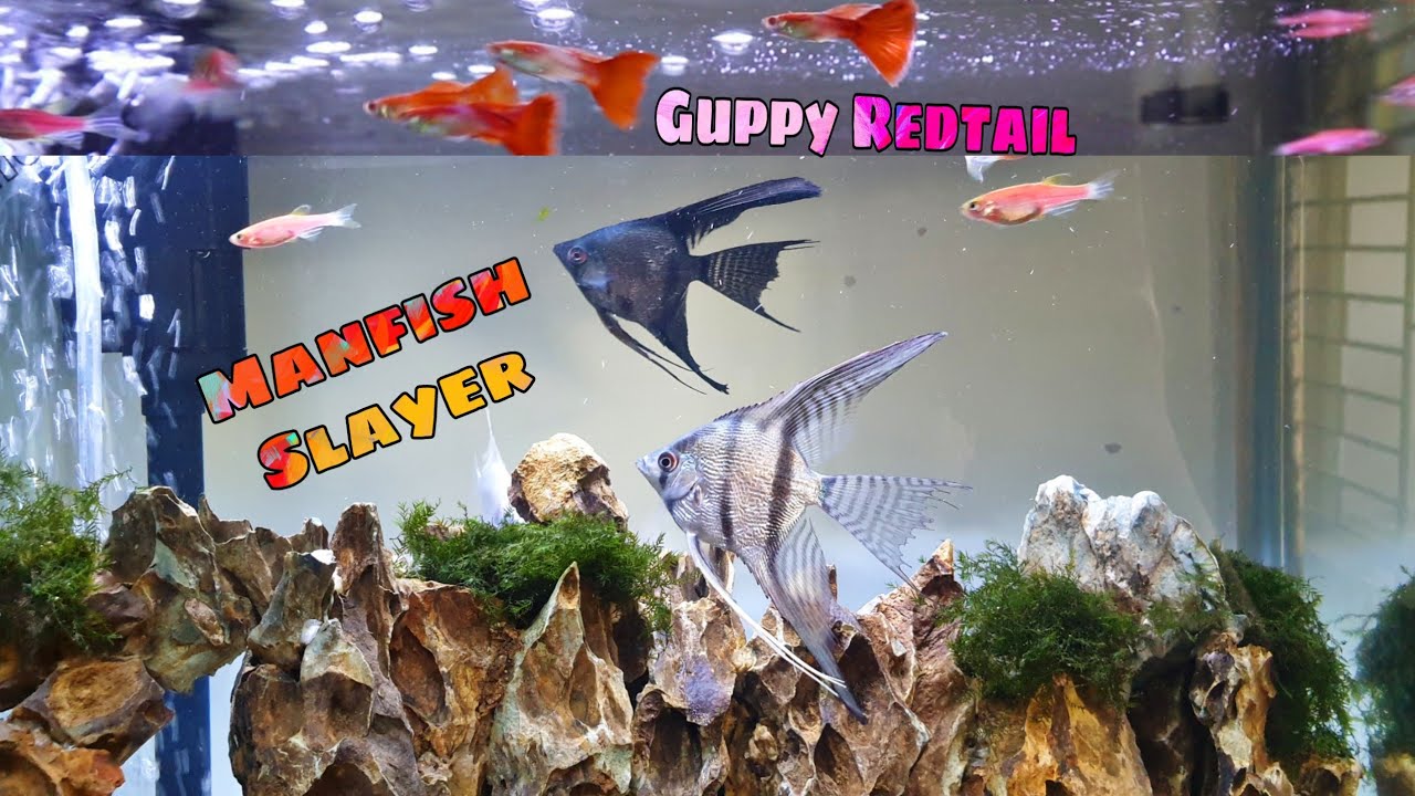 Unboxing Manfish Slayer & Redtail Guppy - YouTube