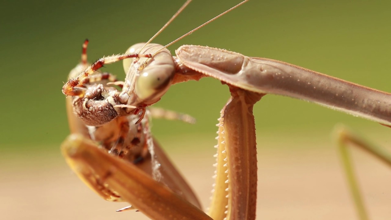 Praying Mantis Eats Barn Spider - YouTube