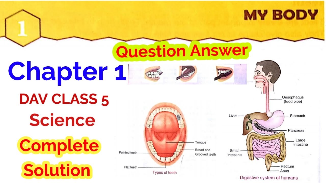 DAV Class 5 science Chapter 1: Our Body Question Answer, Complete ...