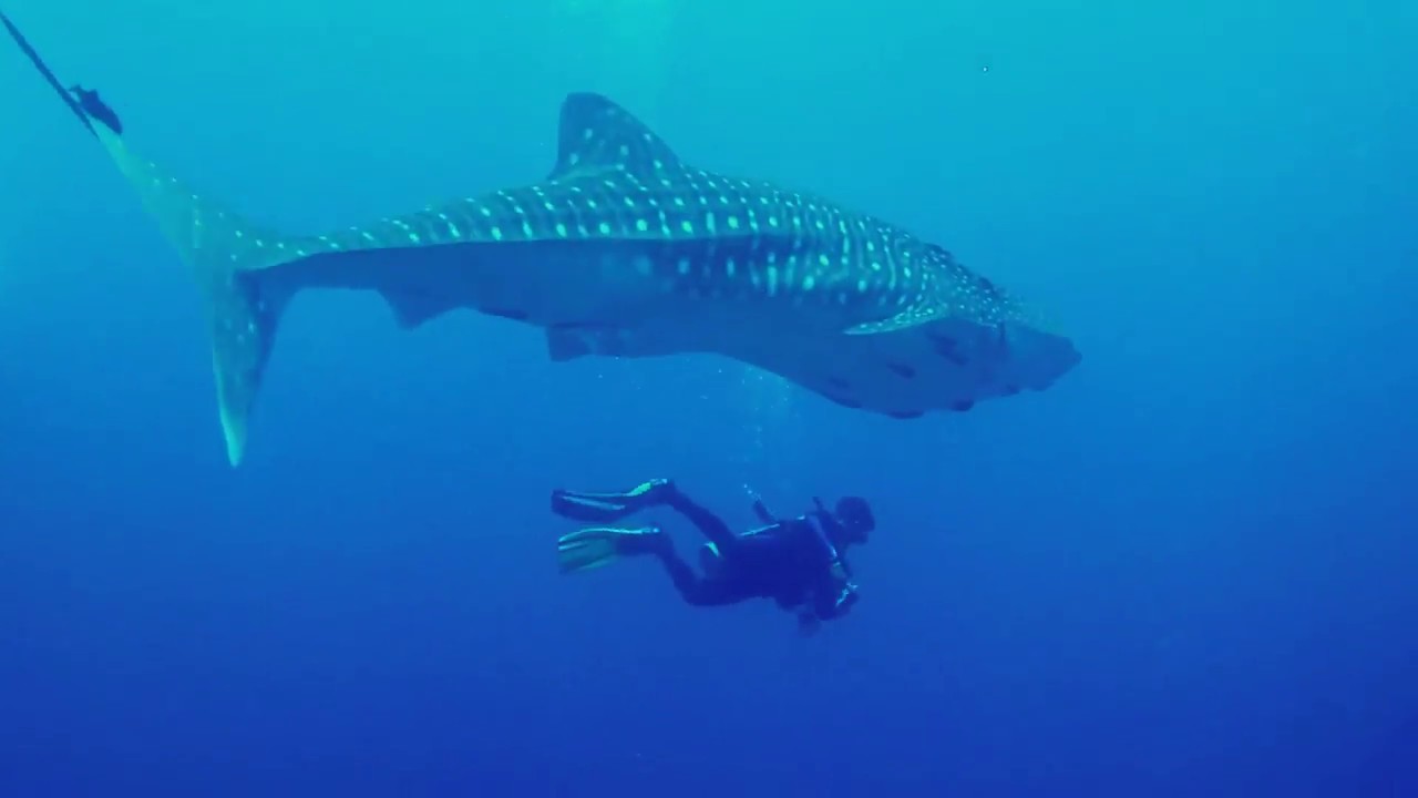 Rocket Frog Divers - YouTube