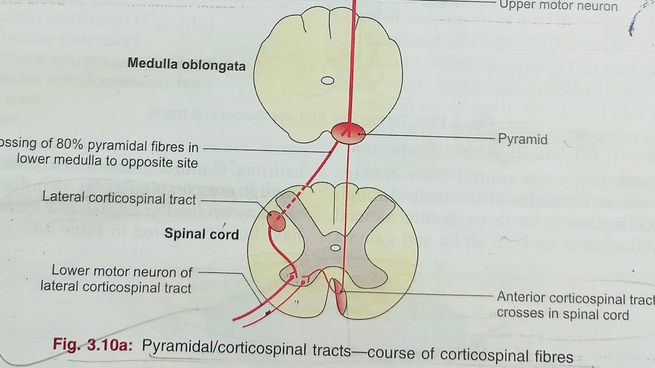 4.Pyramidal tracts or Corticospinal Tract : Tracts of Spinal Cord ...