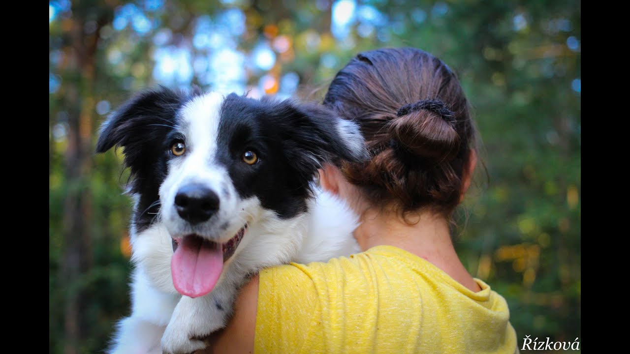 Border Collie CRESS : tricks (5months) - YouTube