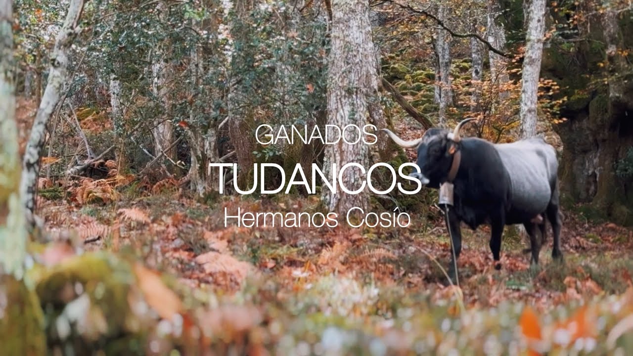 Ganados Tudancos - Hermanos Cosio: Song Lyrics, Music Videos & Concerts