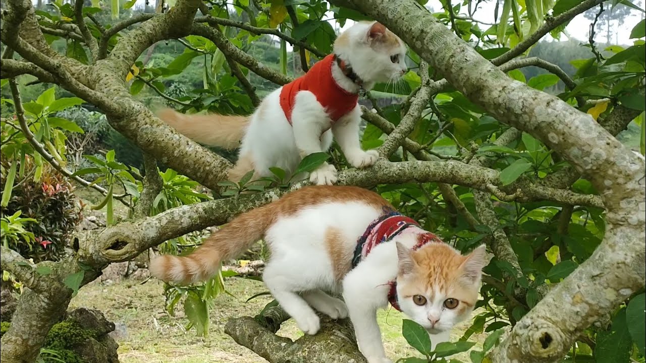 MEOWING CUTE - kitten cats - funny moments cats - Suara Binatang 442 ...