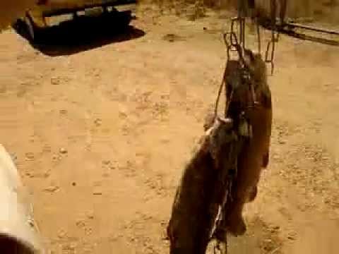 My catch at the bridge in Friant, Ca - YouTube