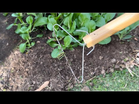 How to make a DIY Wire Weeder - This week in the patch - YouTube