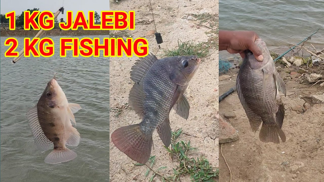 Tilapia/Jalebi Fish 1KG 2KG Fish Catching - YouTube