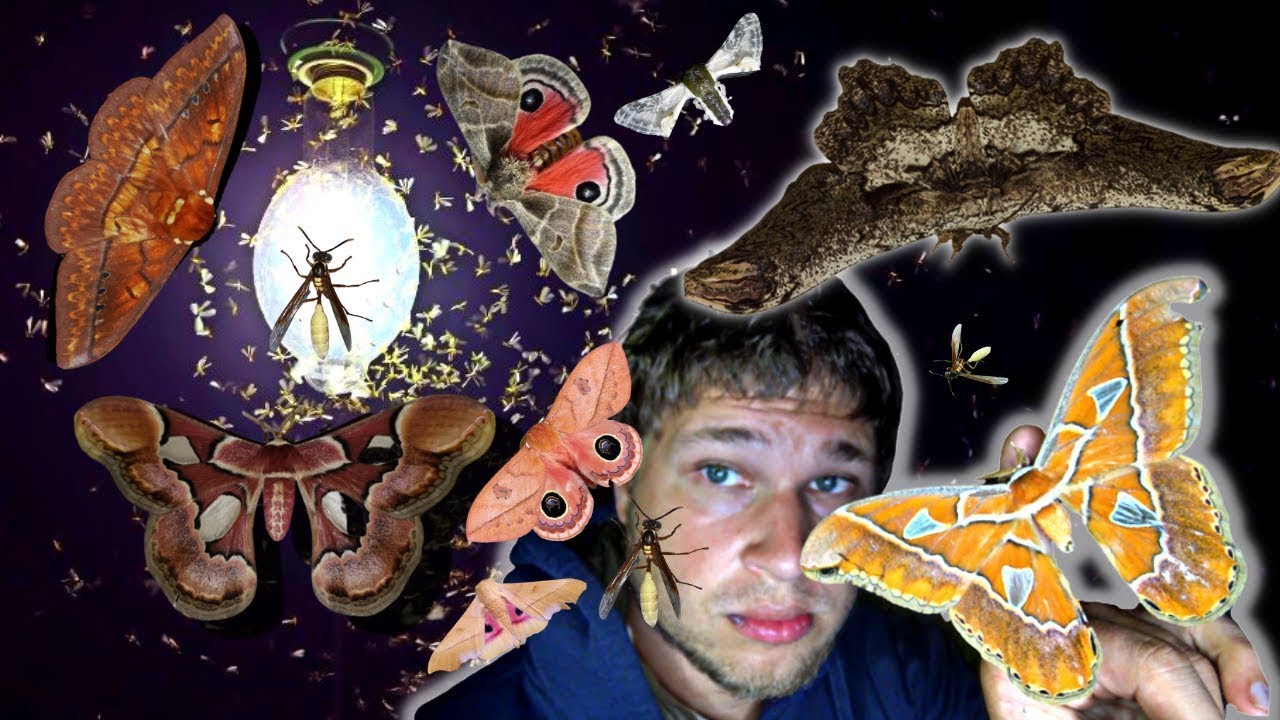 GIANT MOTHS Swarmed this LAMP!!!!!! [Moth research; REGUA Brazil series ...
