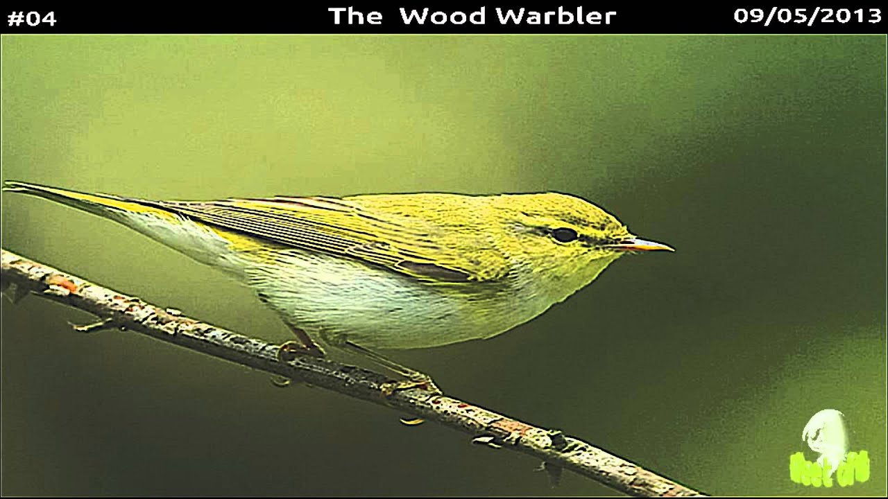 004 - The Wood Warbler - 09/05/2013 - YouTube