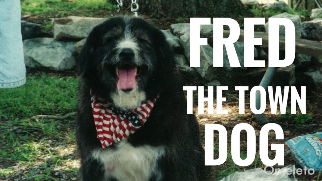 Fred The Town Dog - WTDWD Episode 126 - YouTube