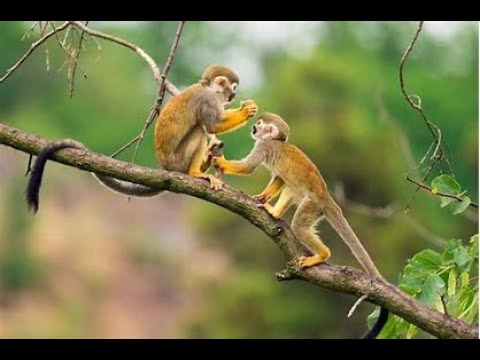 retarded monkeys playing tower shoot zombies - YouTube