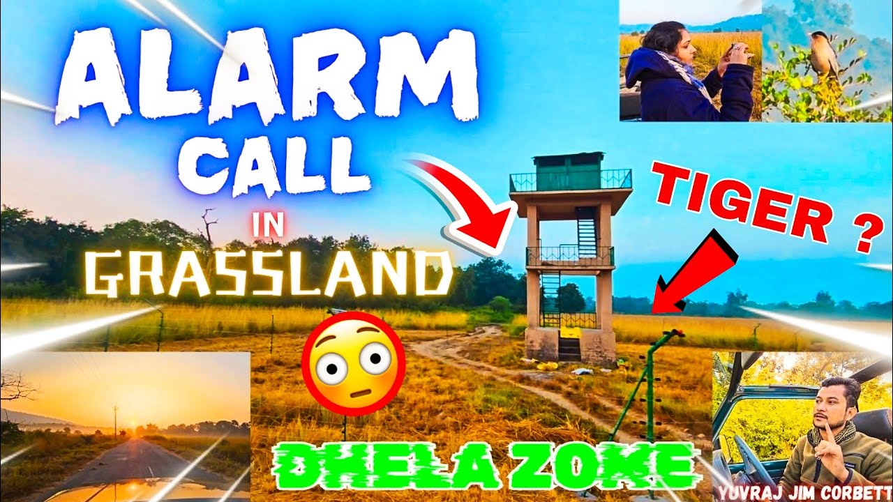 HEAVY ALARM CALL TIGER CHIP GYA GRASSLAND MAIN 🧐 #yuvrajjimcorbett ...