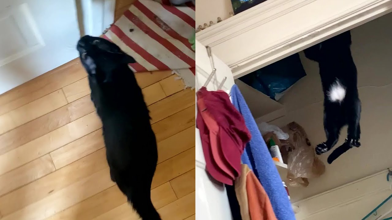 Cat Fails - Cat Calls For Owner's Help After Making a REALLY BAD ...