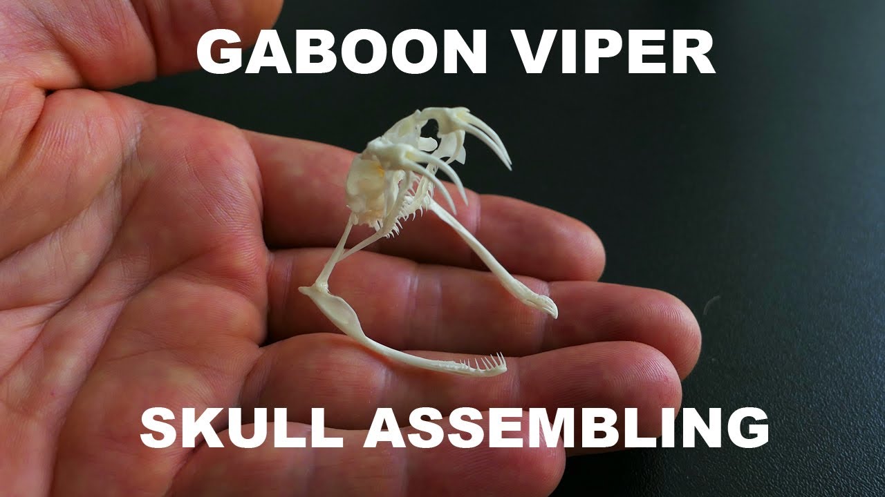 Assembling the skull of a venomous Gaboon Viper (Bitis gabonica) - YouTube