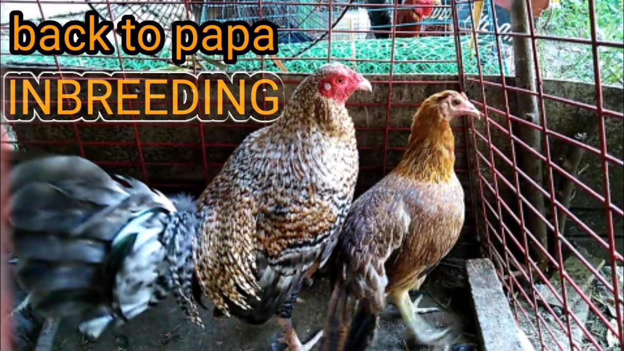INBREEDING back to papa father daughter pairing 11-02-21 - YouTube