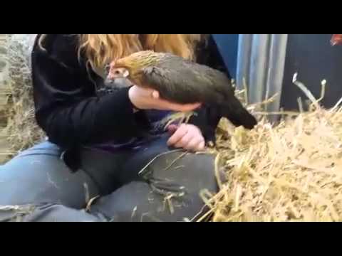 Kip hanteren - YouTube