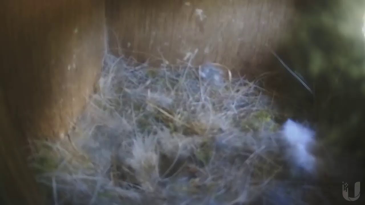 Forestry Wildlife Live Stream - YouTube