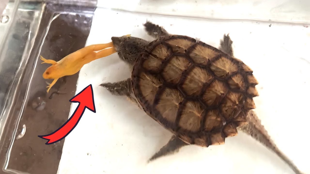 Common snapping turtle eats golden frog | live feeding - YouTube