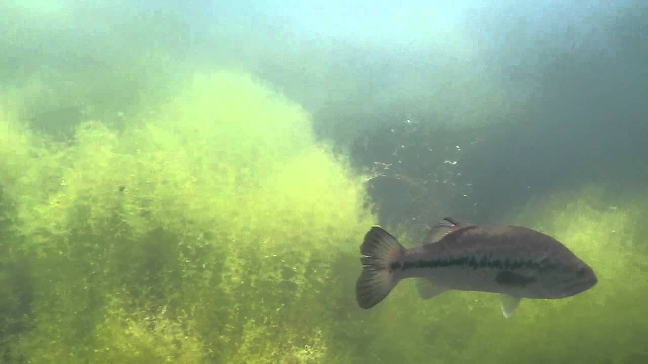 Letts Lake 2015 - YouTube